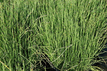 Equisetum scirpoides "Dwarf Horsetail" – Pond Plants of America