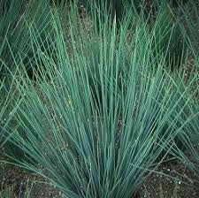 juncus patens common rush