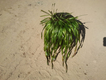 corkscrew vallisneria native range